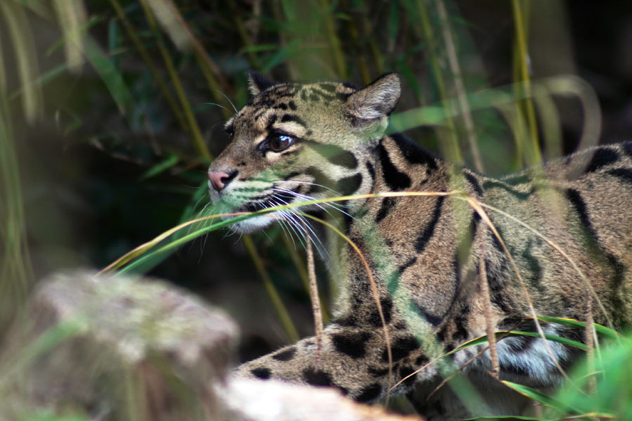 Marwell Zoo | School Coach Hire